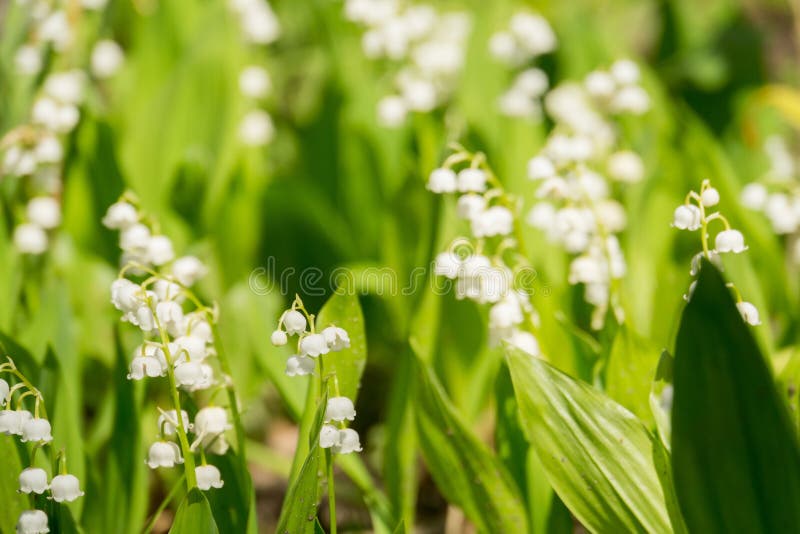 May Lily Blooming stock image. Image of flower, convallaria - 88905881