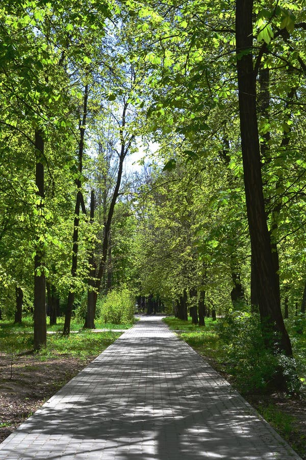 May Park, Path, Grass and Green Trees Stock Photo - Image of nature ...