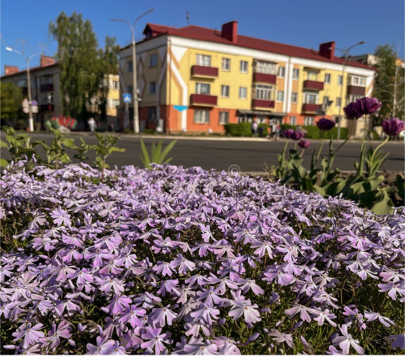 In May, Purple Dwarf Phloxes Bloom in the City Flower Bed Stock Photo ...