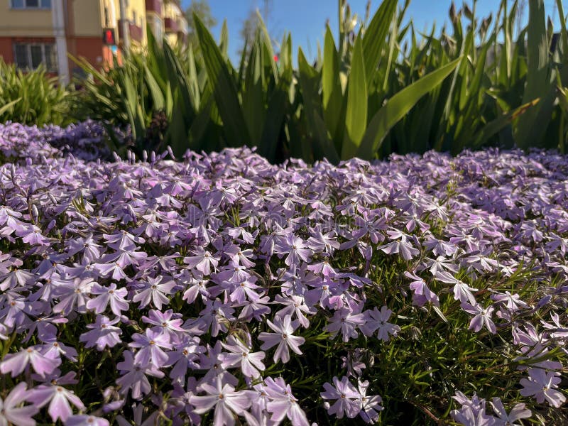 In May, Purple Dwarf Phloxes Bloom in the City Flower Bed Stock Image ...