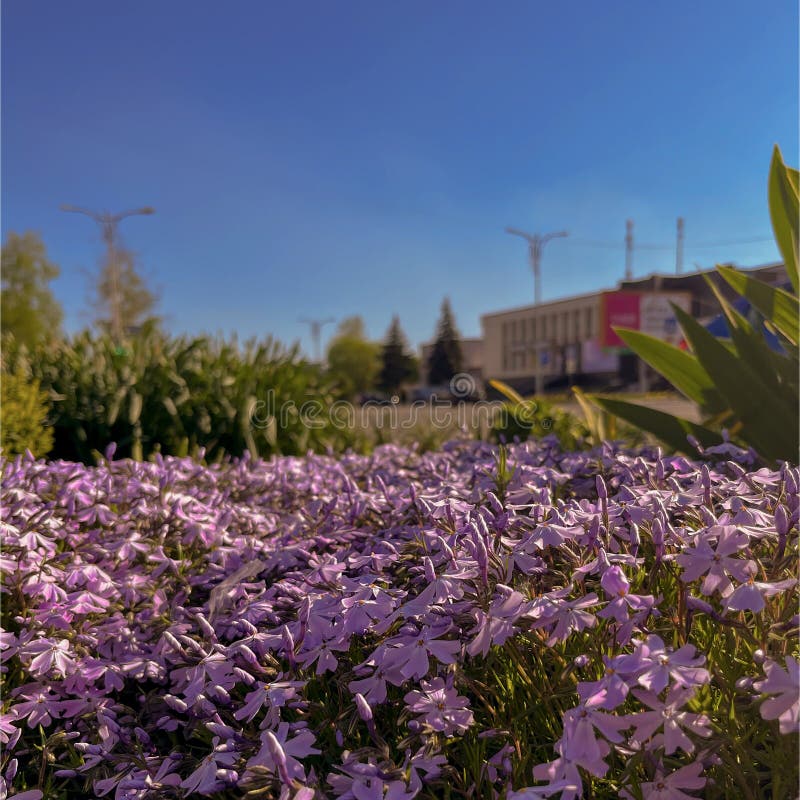 In May, Purple Dwarf Phloxes Bloom in the City Flower Bed Stock Photo ...