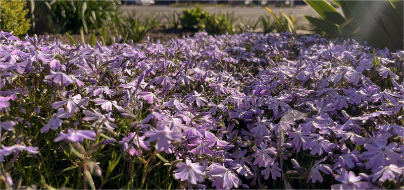 In May, Purple Dwarf Phloxes Bloom in the City Flower Bed Stock Photo ...
