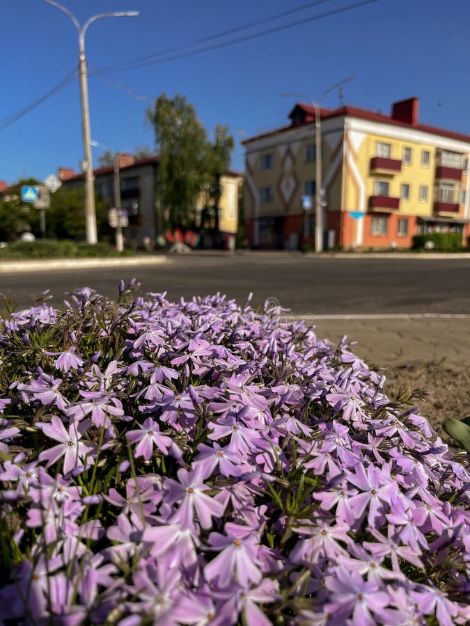 In May, Purple Dwarf Phloxes Bloom in the City Flower Bed Stock Image ...