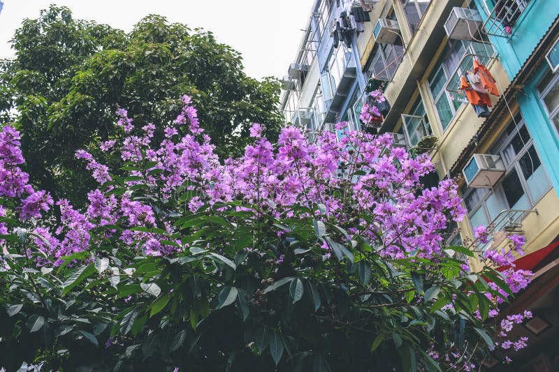 May 26 2023 the Residential Building at Tsuen Wan Editorial Stock Photo ...