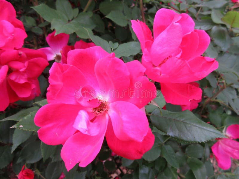 May Rose Pair stock photo. Image of flower, nature, pink - 92497274