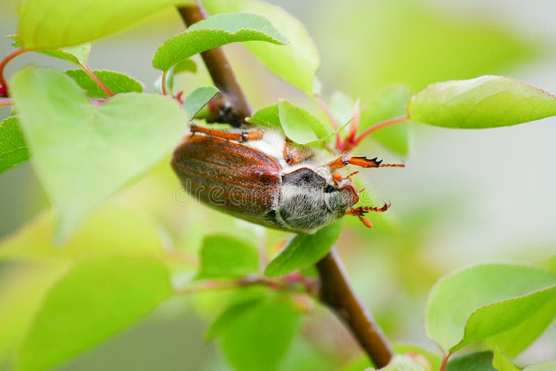 Spring Beetle Walk on Sand with Grass Ang Limestone in the ...