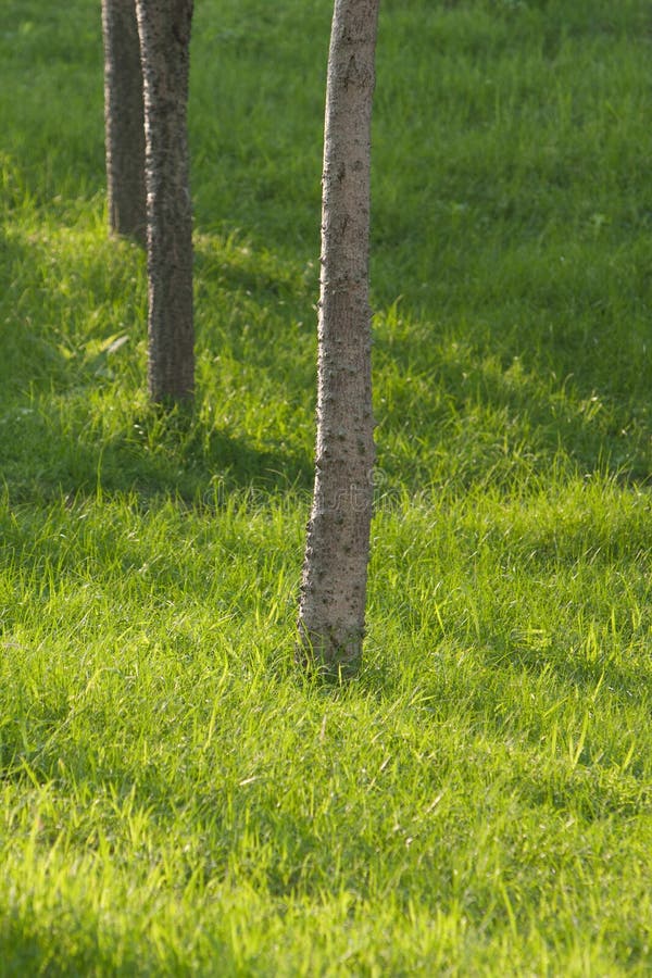 12 May 2008 Spring Nature. Beautiful Landscape. Green Grass and Trees ...