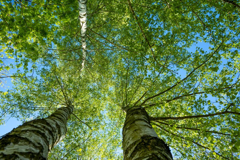 The May Sun Shining on the Colorful Leaves of the Trees. Stock Photo ...