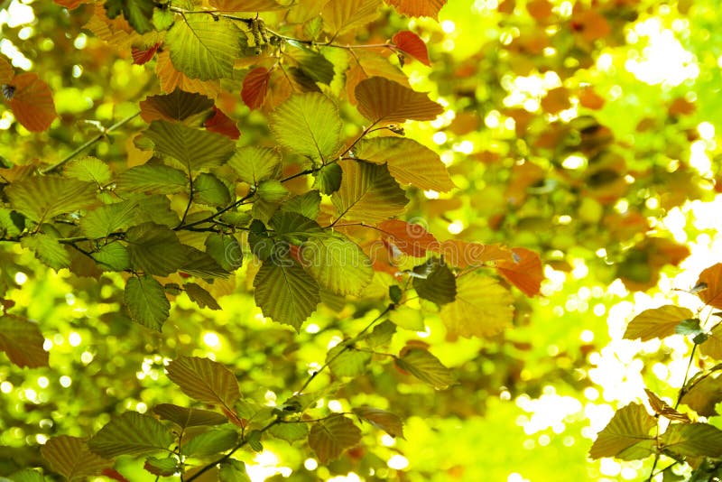 The May Sun Shining on the Colorful Leaves of the Trees. Stock Image ...