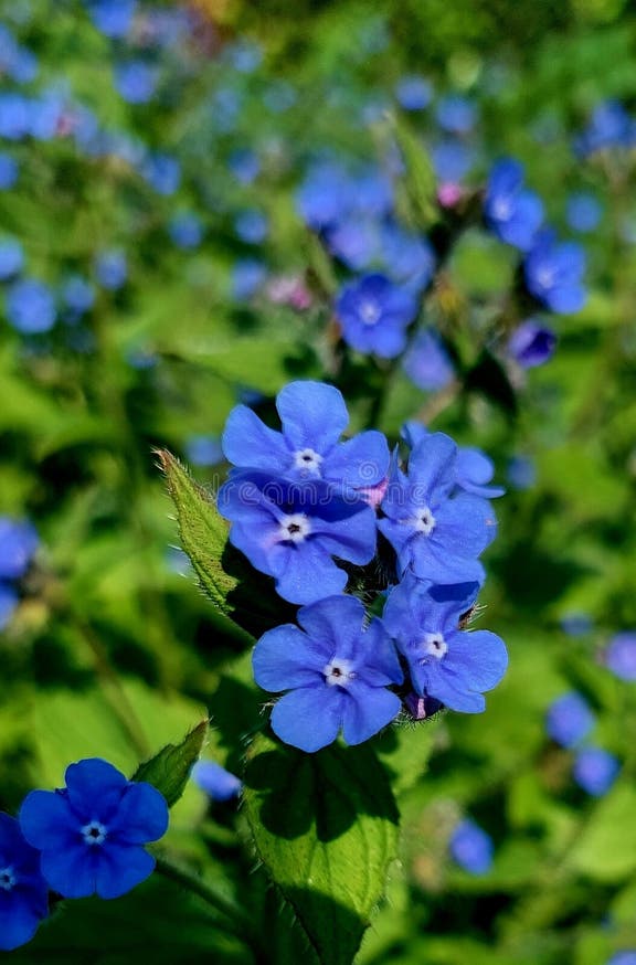 May Time Blue Flowers Feeling the Cool Spring Breeze Stock Image ...