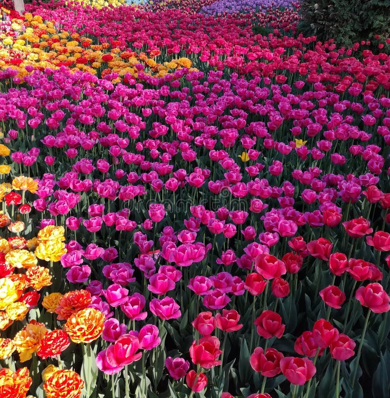 May tulips stock photo. Image of field, plants, colors - 202284726