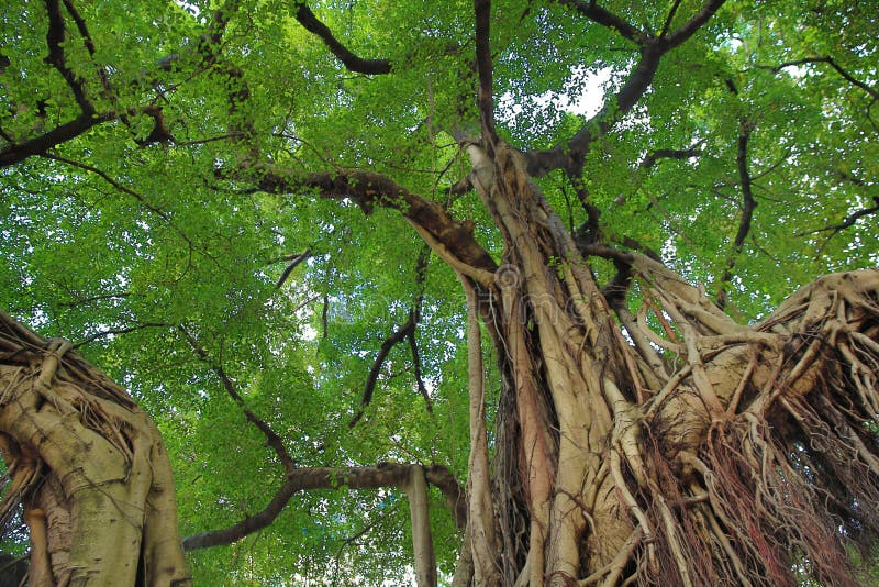 2013 May 17 a Very Old Tree in Hong Kong Central District Stock Image ...