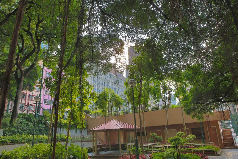 2013 May 17 a Very Old Tree in Hong Kong Central District Editorial ...