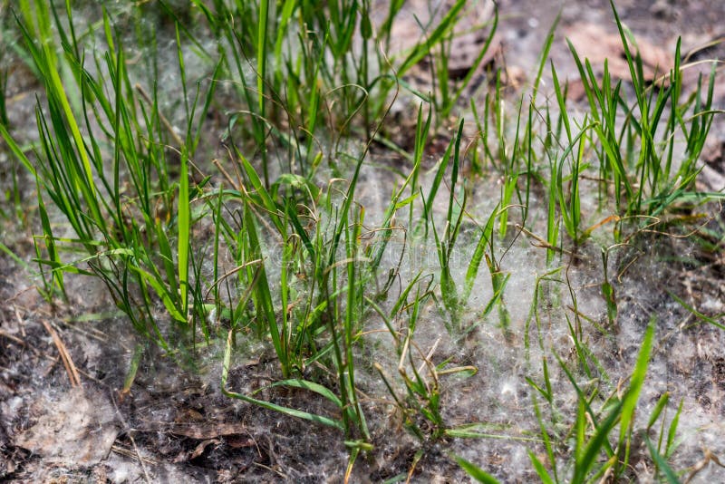 May Willow Fluff, a Layer of Fluff among the Grass Stock Photo - Image ...