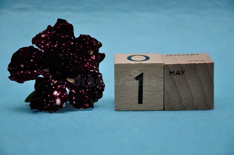 1 May on Wooden Blocks with a Purple Petunia Stock Photo - Image of ...