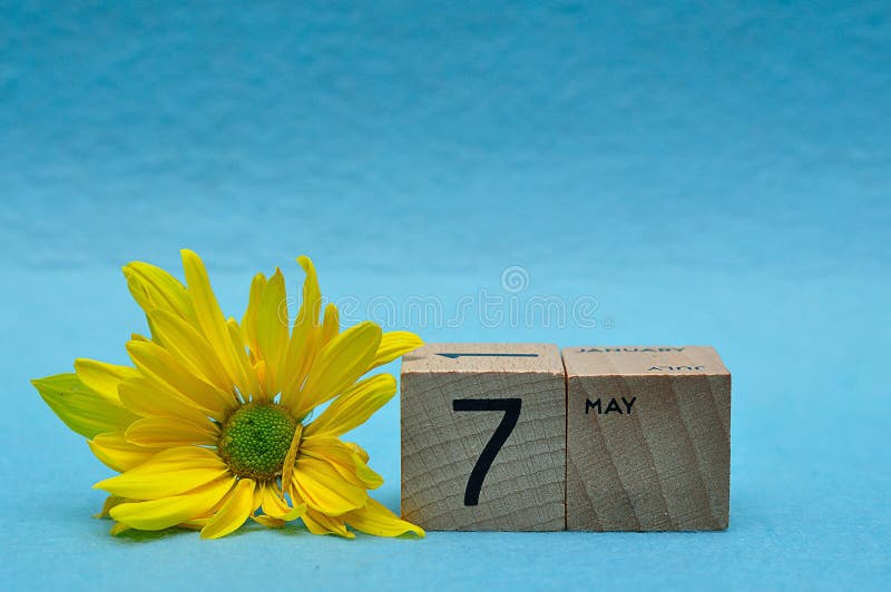 7 May on Wooden Blocks with a Yellow Aster Stock Image - Image of ...
