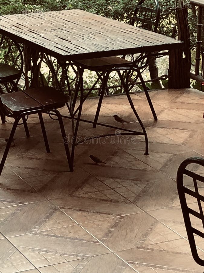 Maya birds stock photo. Image of maya, birds, designaasent - 173811598