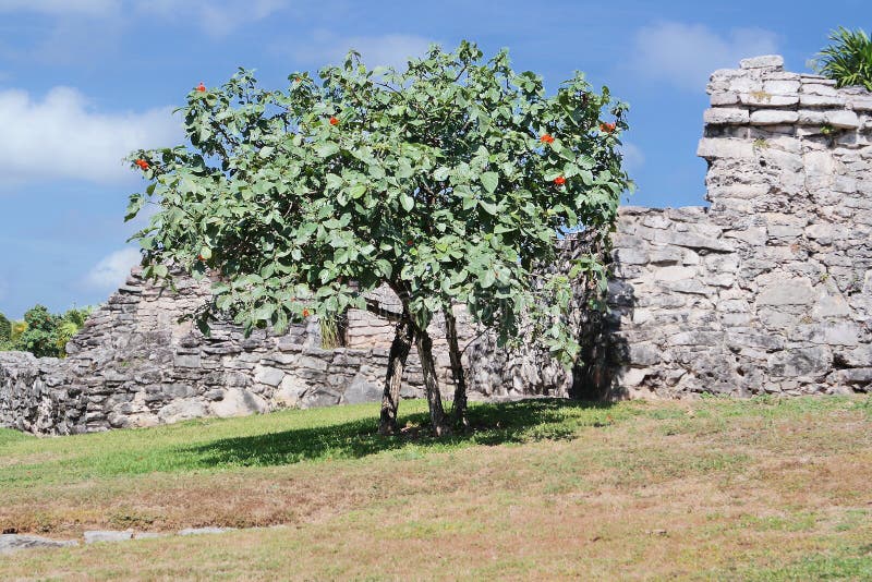 Mayan Temple Tree State of Mexico Stock Image - Image of green, mexico ...