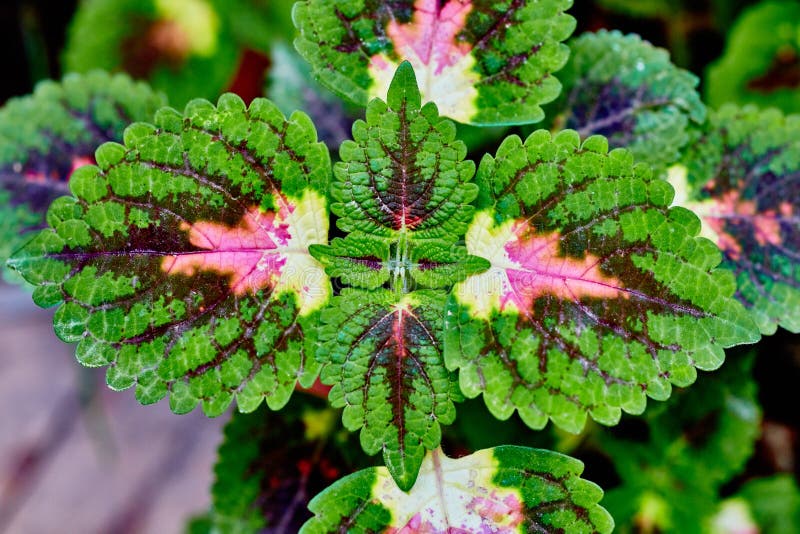 Mayana стоковое изображение. изображение насчитывающей цветок - 70987871