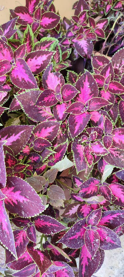 Mayana or Coleus Plant with Beautiful Colour Stock Photo - Image of ...