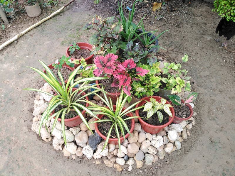 Mayana Color Red, with Some Friends Around it. Stock Image - Image of ...