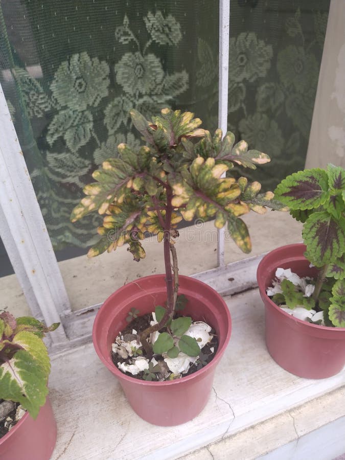 Mayana decorative flower stock image. Image of green - 210438725