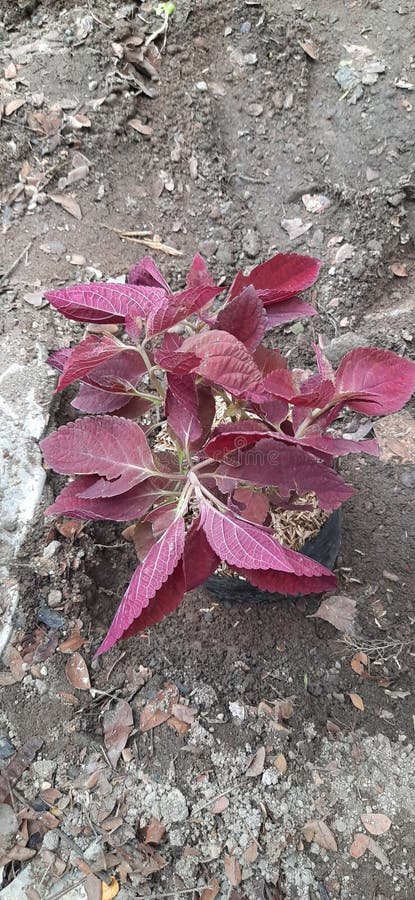 Mayana leaves stock photo. Image of maple, tree, produce - 296345518