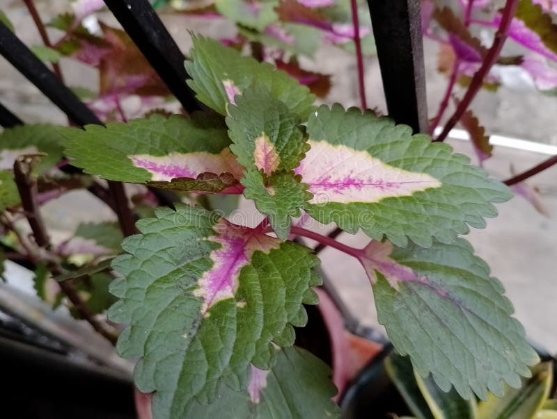 Mayana plant, indoor plant stock image. Image of herb - 279167491