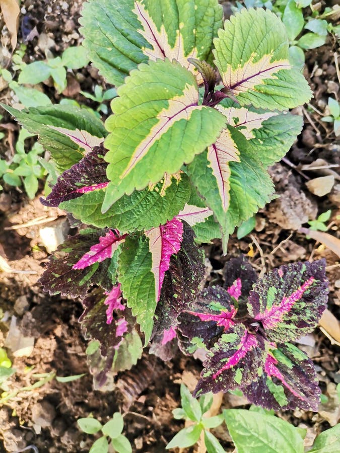 Mayana stock photo. Image of combination, mayana, violet - 221898998