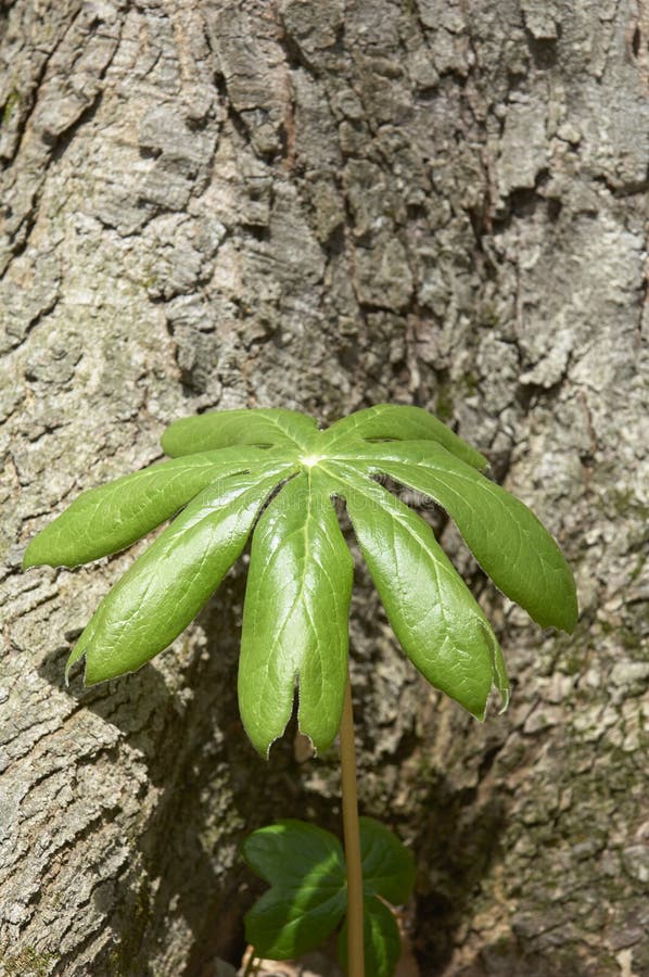 Mayapple in blossom stock photo. Image of plant, flower - 192370674