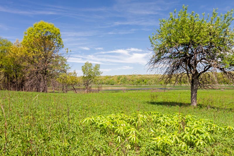 Mayapples Bloom in an Open Meadow Stock Photo - Image of nature ...