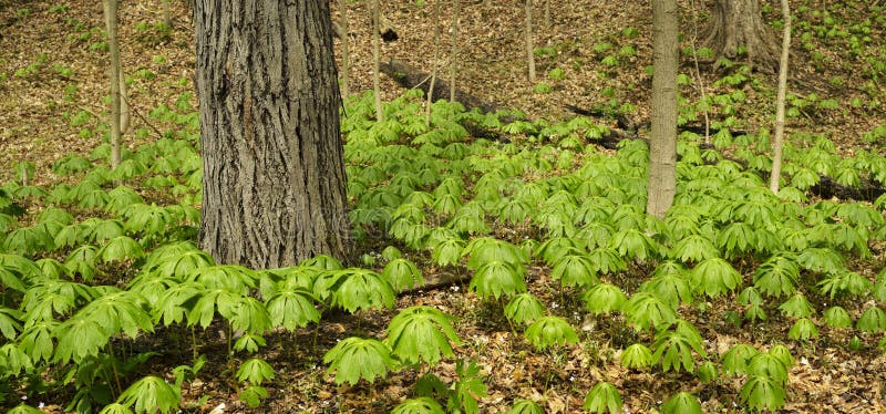A Cluster of Mayapple Plants Emerging in a Spring Forest. Stock Image ...