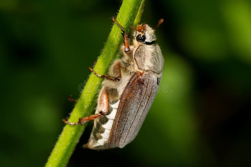 Maybeetle (melolontha Melolontha) Fotografia Stock - Immagine di gambo ...