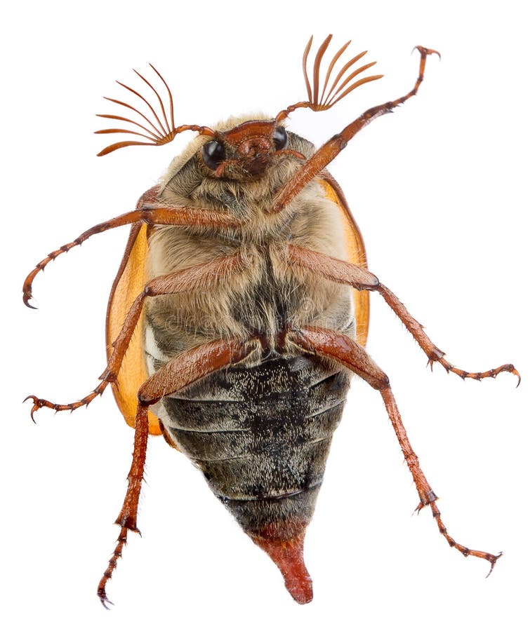 Maybug belly stock image. Image of maybug, scarab, tentaculate - 5306045