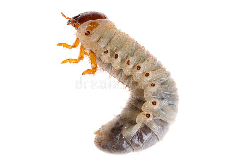 Maybug Larva Close-up on a White Background Stock Image - Image of pest ...
