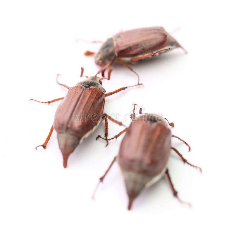 Maybug stock image. Image of micro, scarab, antenna, insects - 53997909