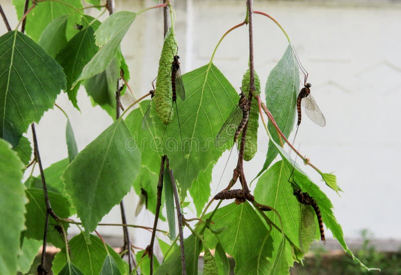 Mayflies on birch leaves stock image. Image of springtime - 327480429