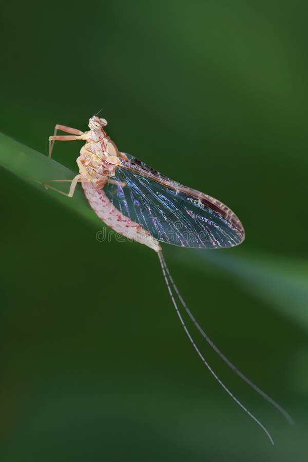 Macro of a Small Mayfly Resting on a Blade of Grass. Stock Image ...
