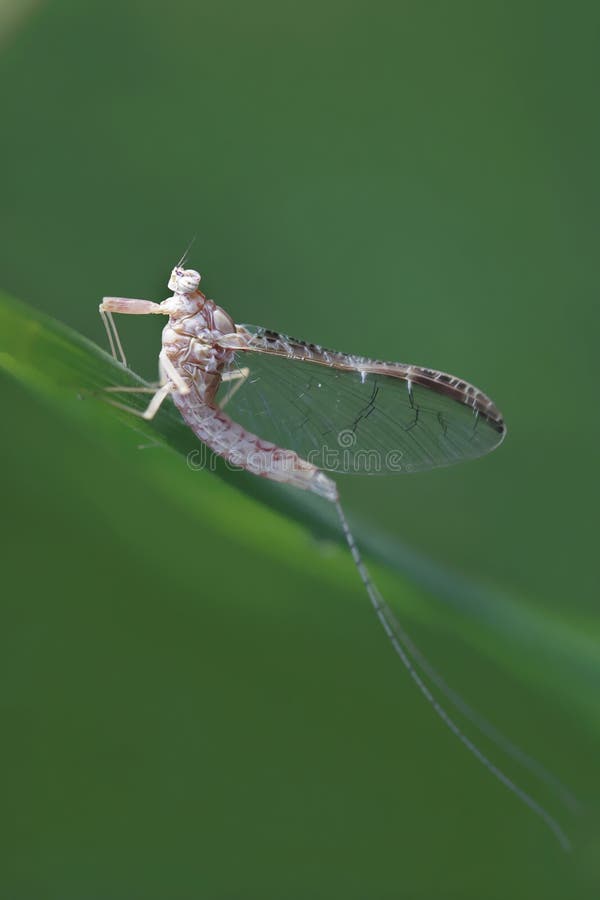 Macro of a Small Mayfly Resting on a Blade of Grass. Stock Image ...