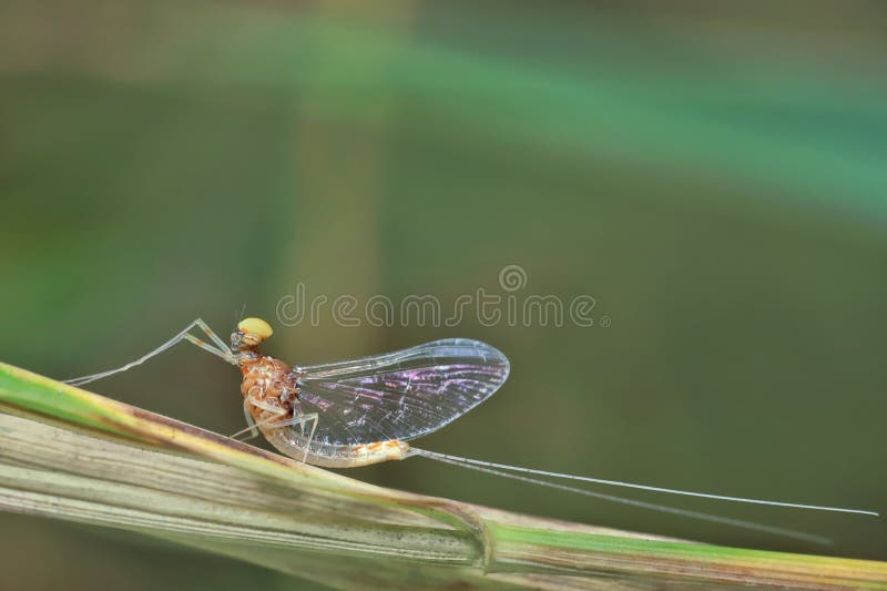 Macro of a Small Mayfly Resting on a Blade of Grass. Stock Image ...