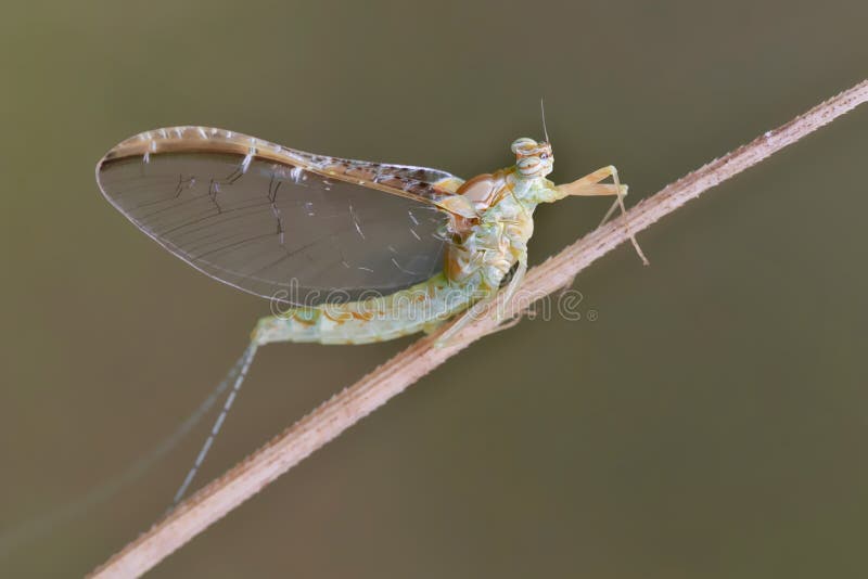 Macro of a Small Mayfly Resting on a Blade of Grass. Stock Image ...