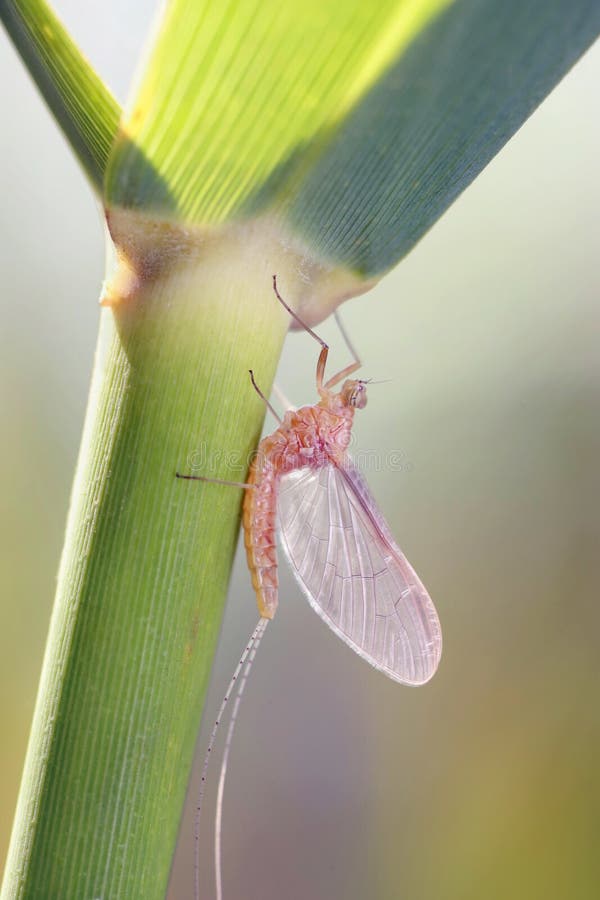 Macro of a Small Mayfly Resting on a Blade of Grass. Stock Photo ...