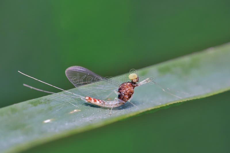 Macro of a Small Mayfly Resting on a Blade of Grass. Stock Image ...