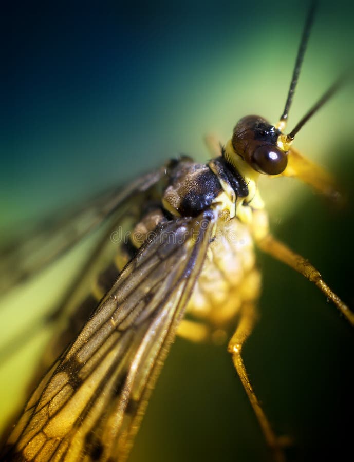 Mayflies (Ephemeroptera) stock image. Image of nature - 222803963