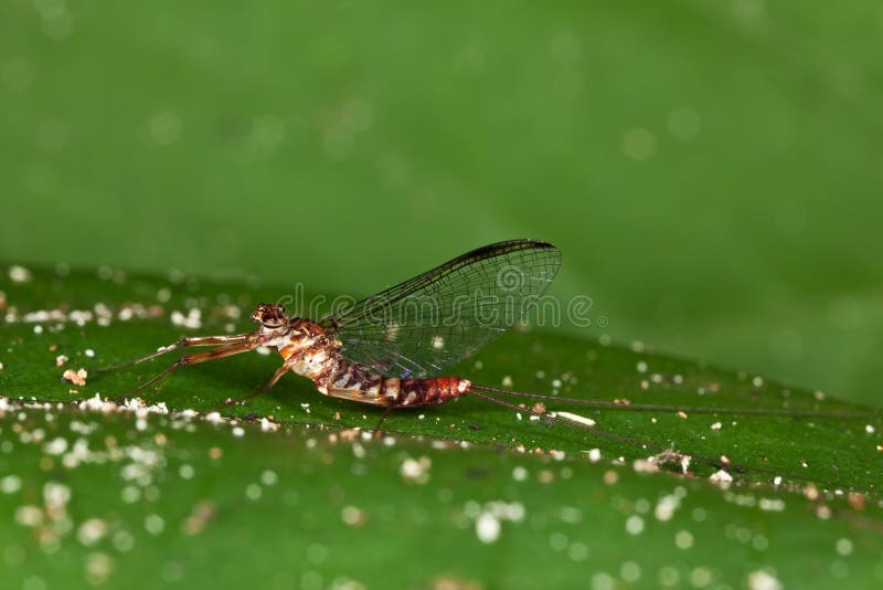Mayfly stock photo. Image of outdoor, black, park, wild - 31391244