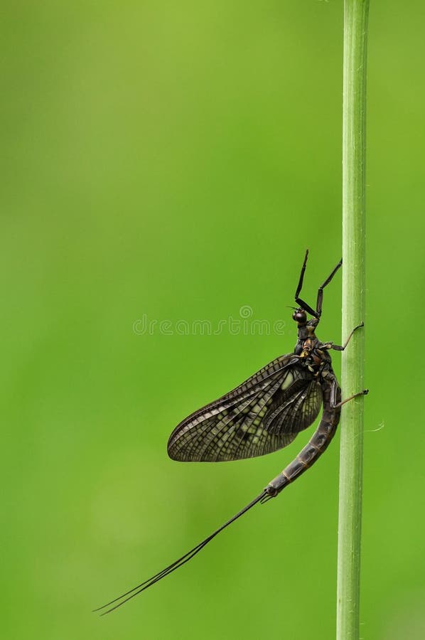 Mayfly stock image. Image of close, macro, europe, background - 15748625