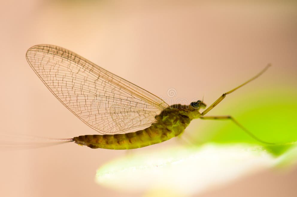 Mayfly stock image. Image of animals, arthropods, adult - 22446623