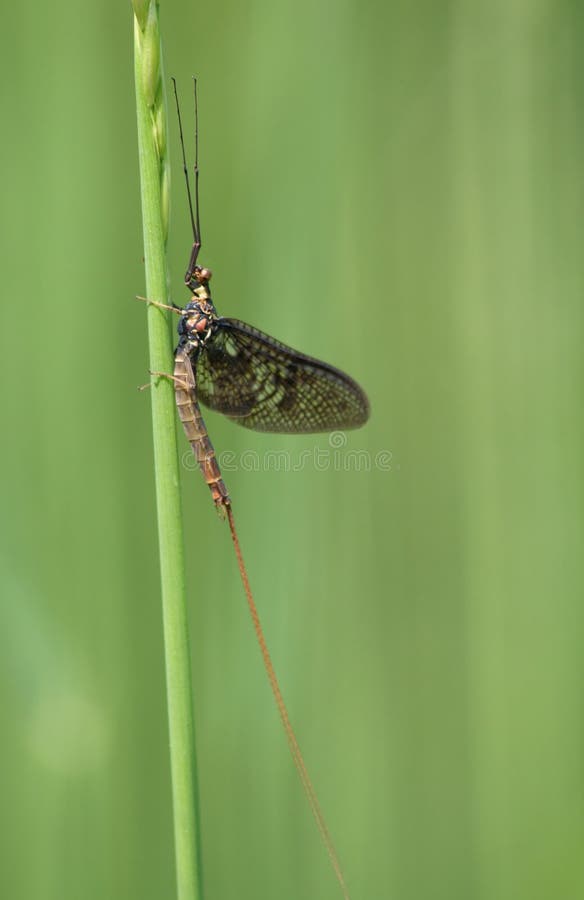 Mayfly (Ephemeroptera) stock image. Image of reed, delicate - 1948257