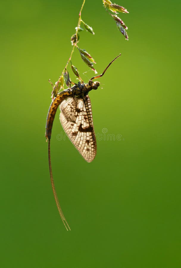 Mayfly (Ephemeroptera) 2 stock photo. Image of hexapod - 12742912