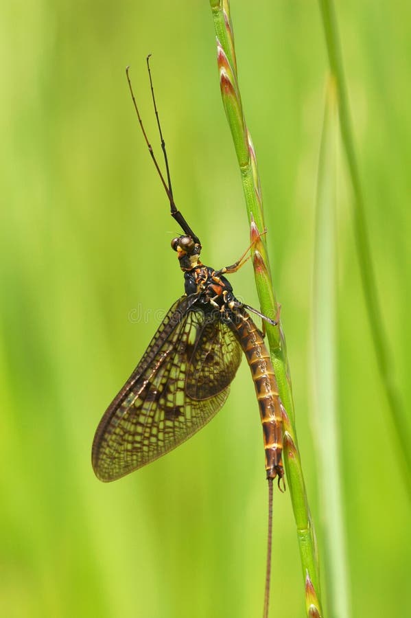 Mayfly or Ephemeroptera stock photo. Image of shortlived - 28598036